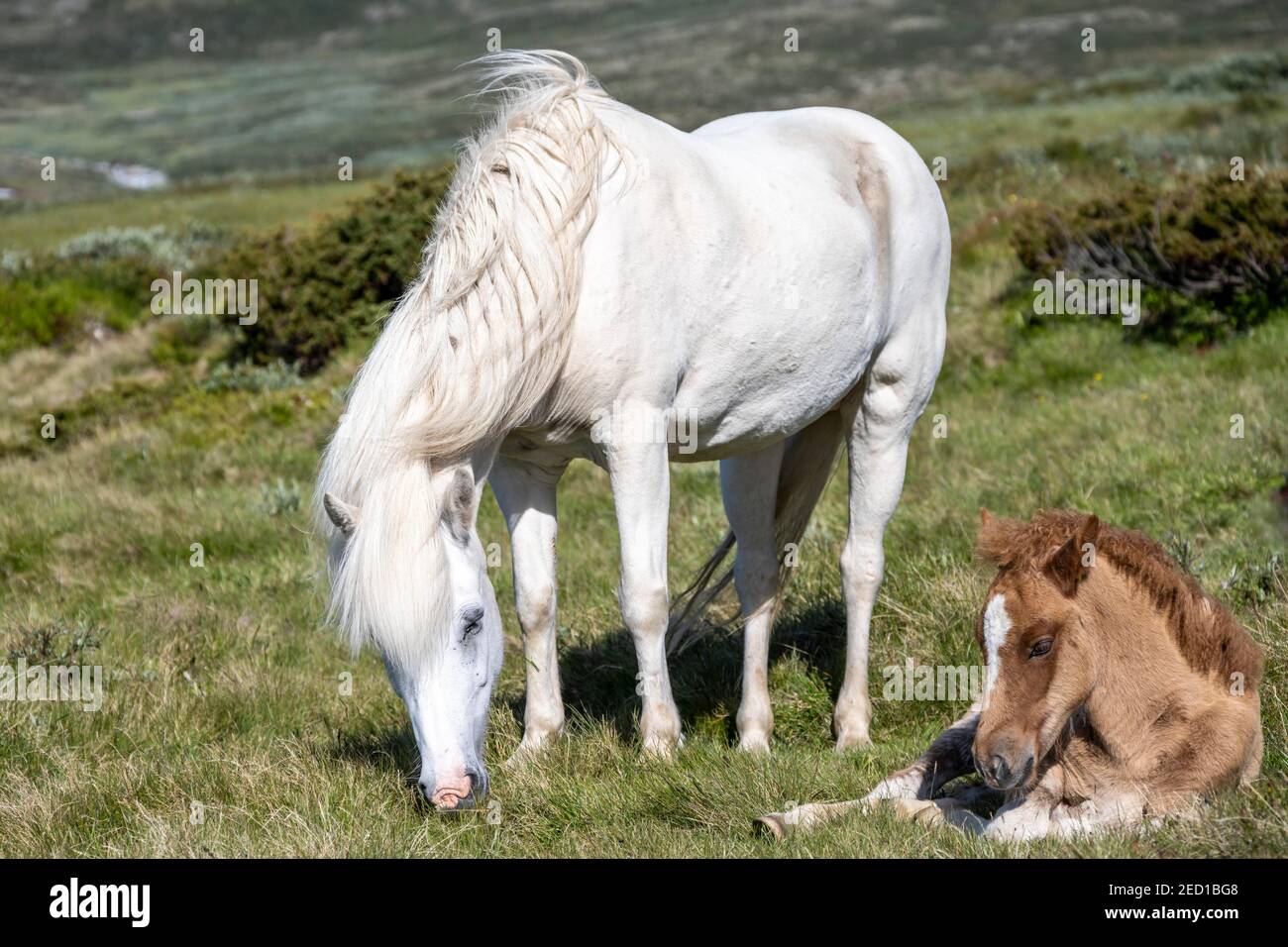 White Norwegian Fjord Horse