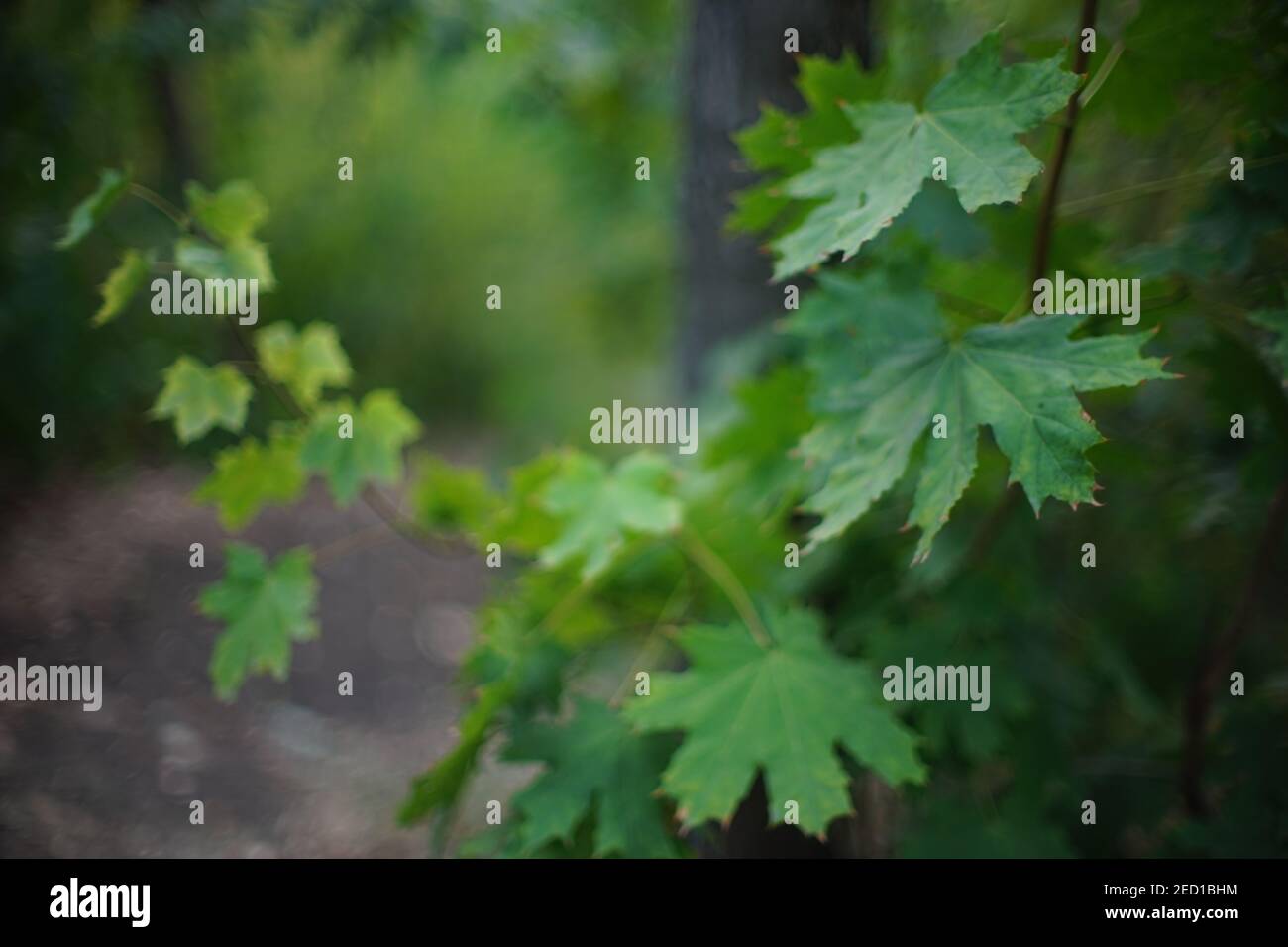 maple tree with green leaves in the overcast forest Stock Photo - Alamy