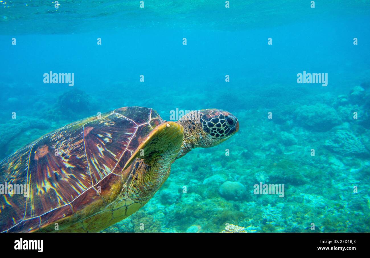 Green turtle head and fins underwater photo. Sea turtle closeup ...