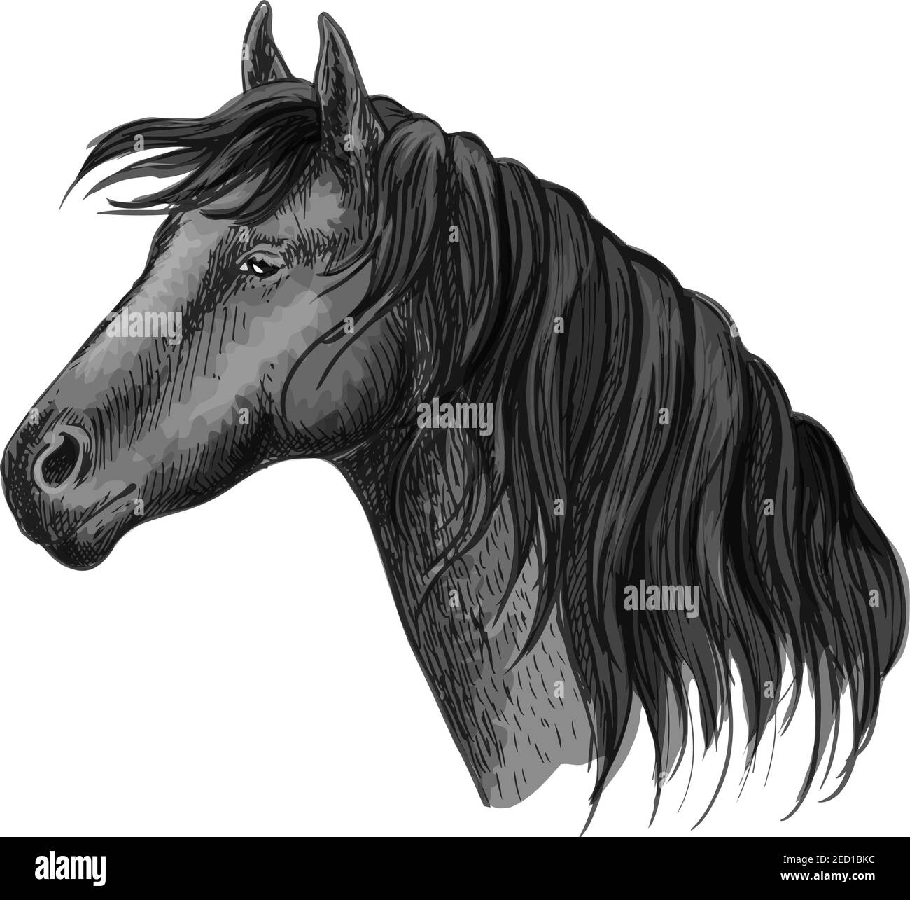 Horse head portrait. Humble black mustang with kind eyes. Raven mustang ...