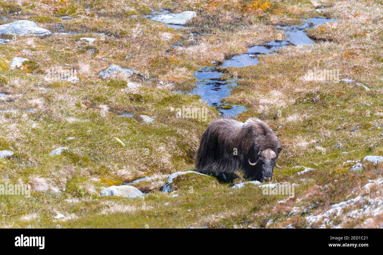 Musk ox (Ovibos moschatus) in the tundra, Dovrefjell National Park ...