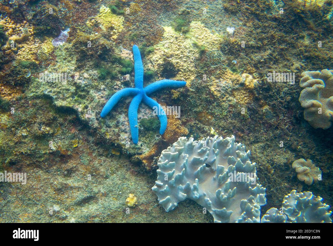 Blue star fish on rustic coral reef stone. Tropical starfish underwater ...