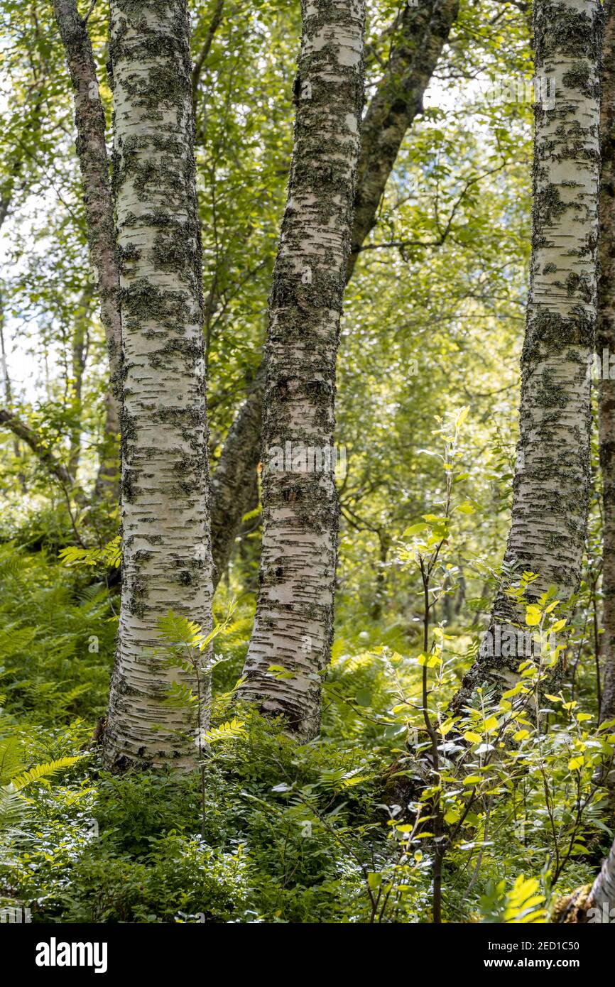 Northern europe birch not lake hi-res stock photography and images - Alamy
