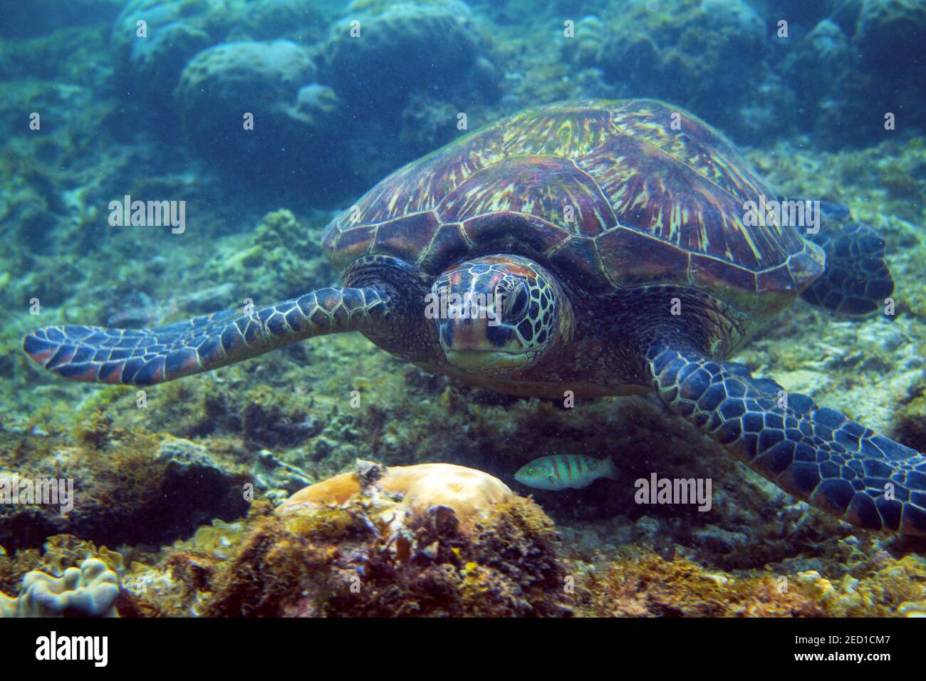 Green turtle look in camera. Sea turtle underwater closeup. Oceanic ...