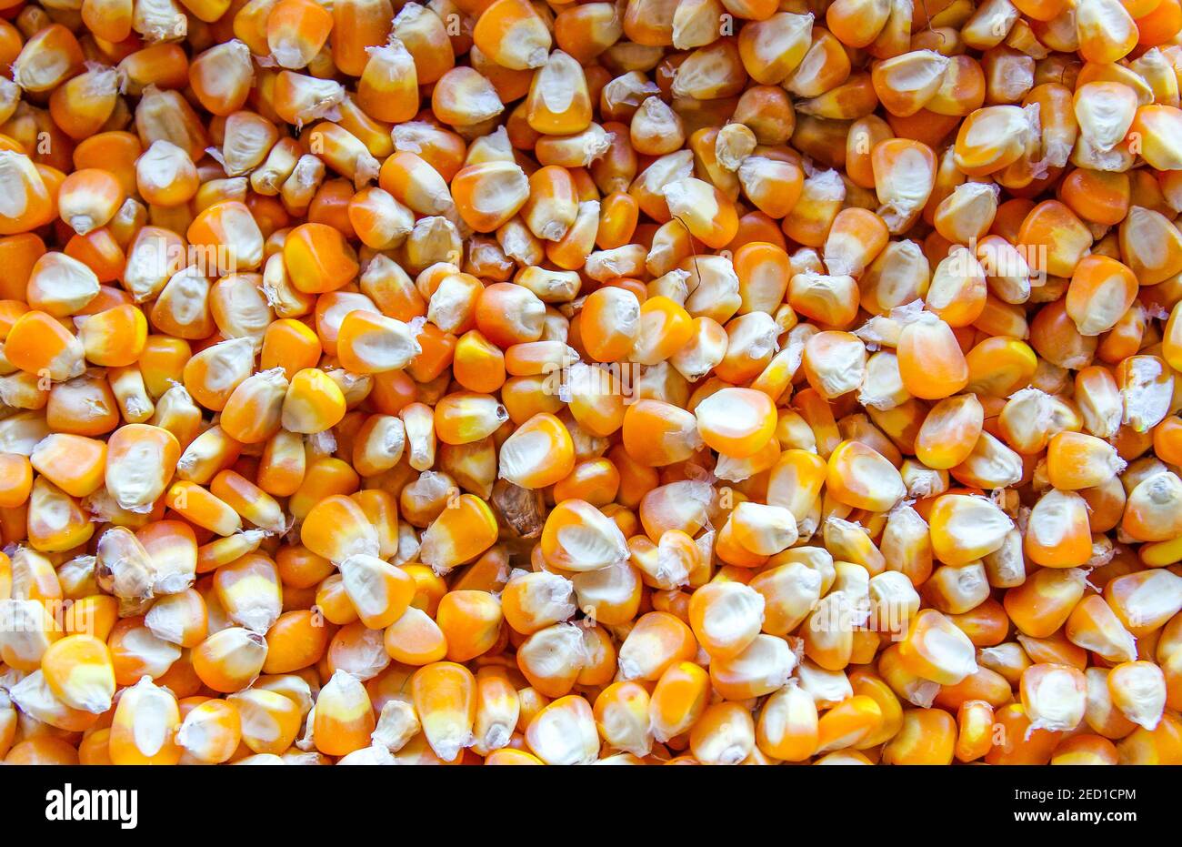 close up of yellow corn seeds can be use as background Stock Photo - Alamy
