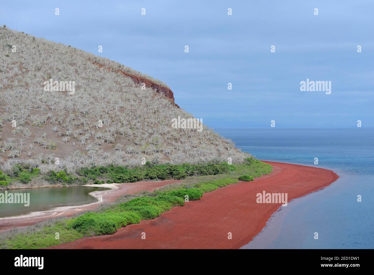 Red beach and sparse vegetation, Rabida Island, Galapagos, Ecuador ...