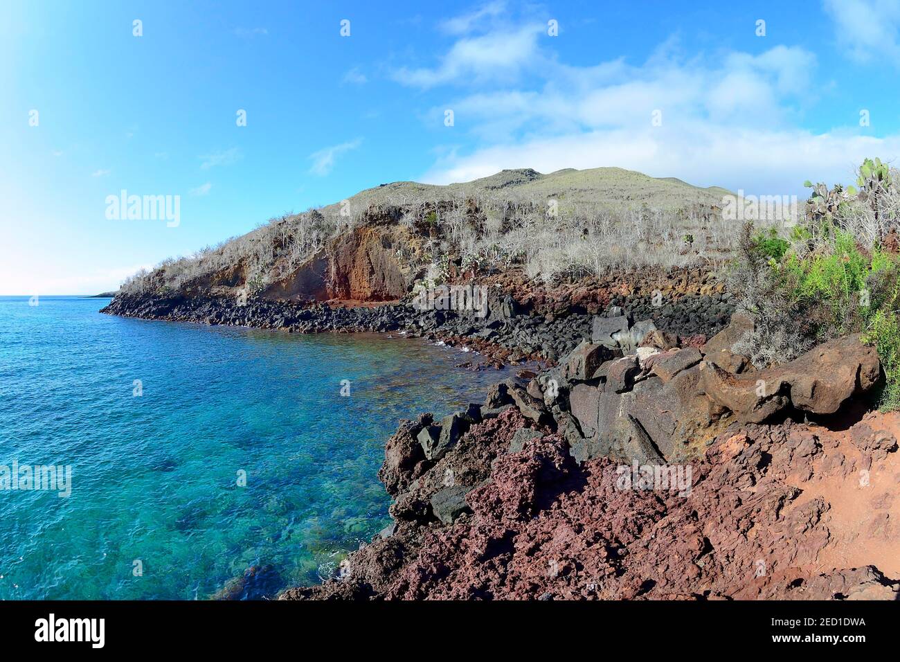 Red volcanic coast, Rabida Island, Galapagos, Ecuador Stock Photo - Alamy