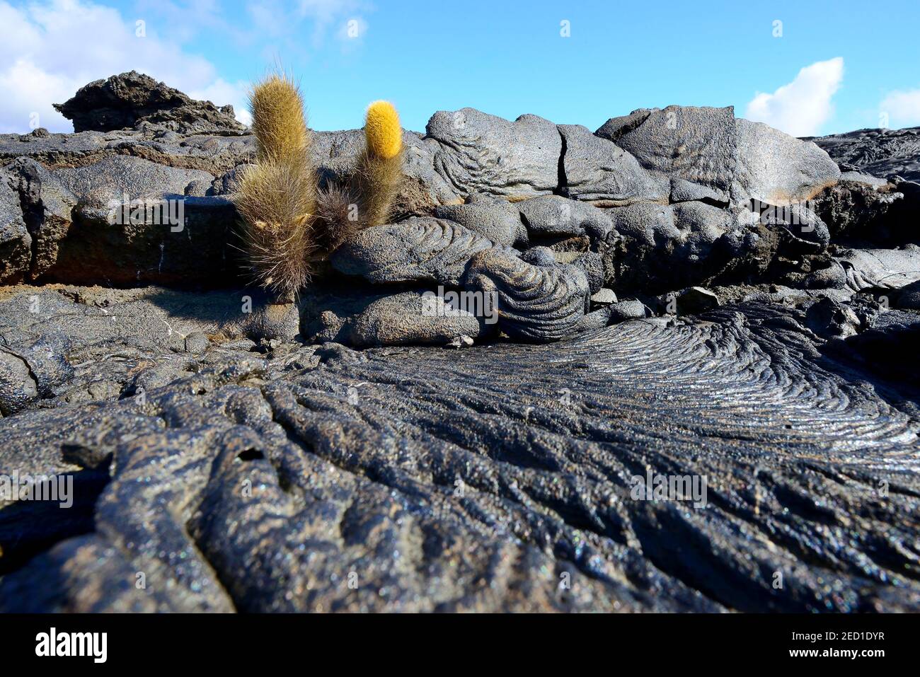 Lava cactus (Brachycereus nesioticus) in a lava field, Sullivan Bay ...