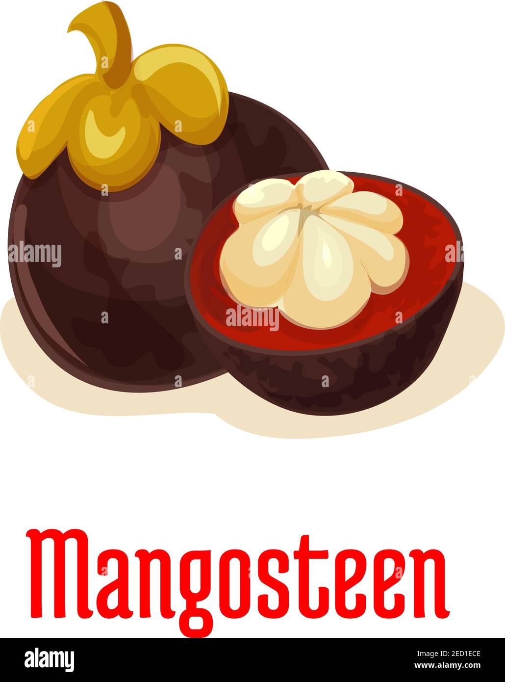 Mangosteen. Vector isolated exotic tropical mangosteen fruit icon ...