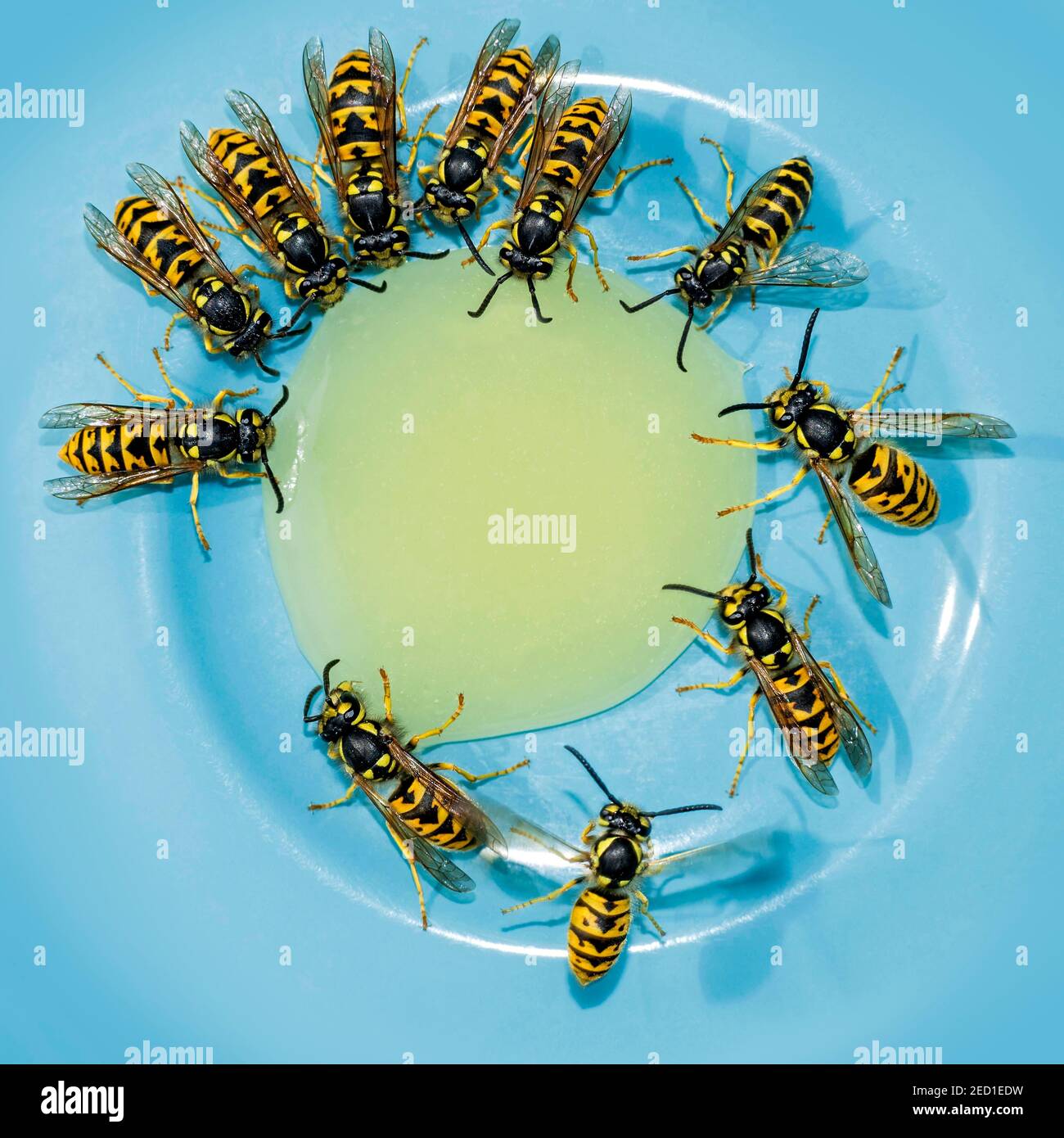 German wasps (Vespula germanica) feeding on a drop of honey on a plate ...