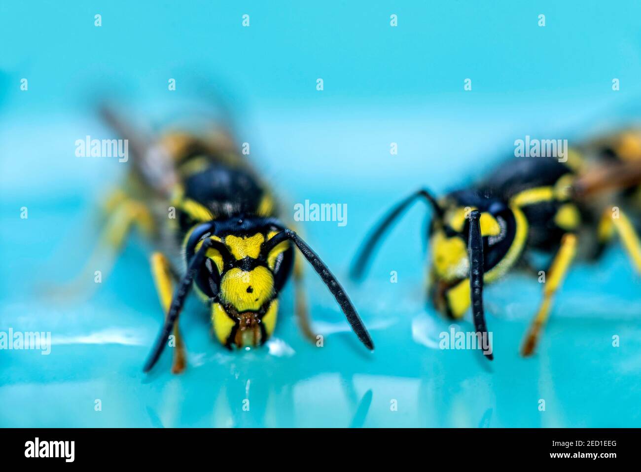 German wasps (Vespula germanica) eating honey on a plate, Hesse ...