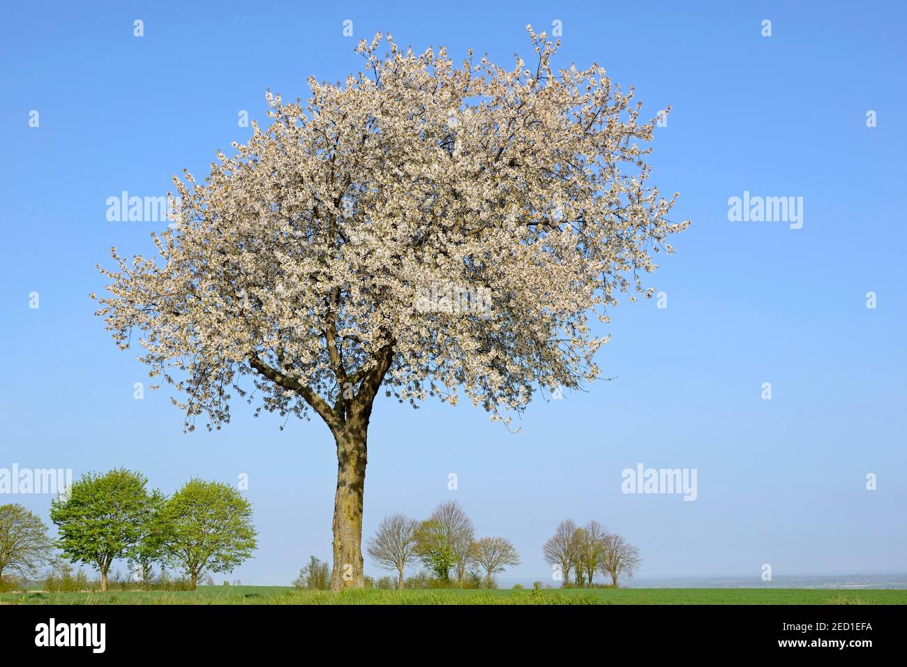 Cherry tree (Prunus) in bloom, blue sky, North Rhine-Westphalia ...