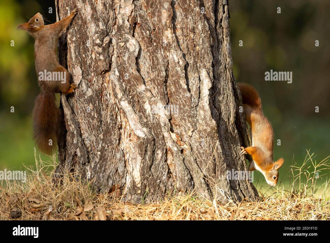 Two squirrels (Sciurus vulgaris) climbing a tree, Germany Stock Photo ...