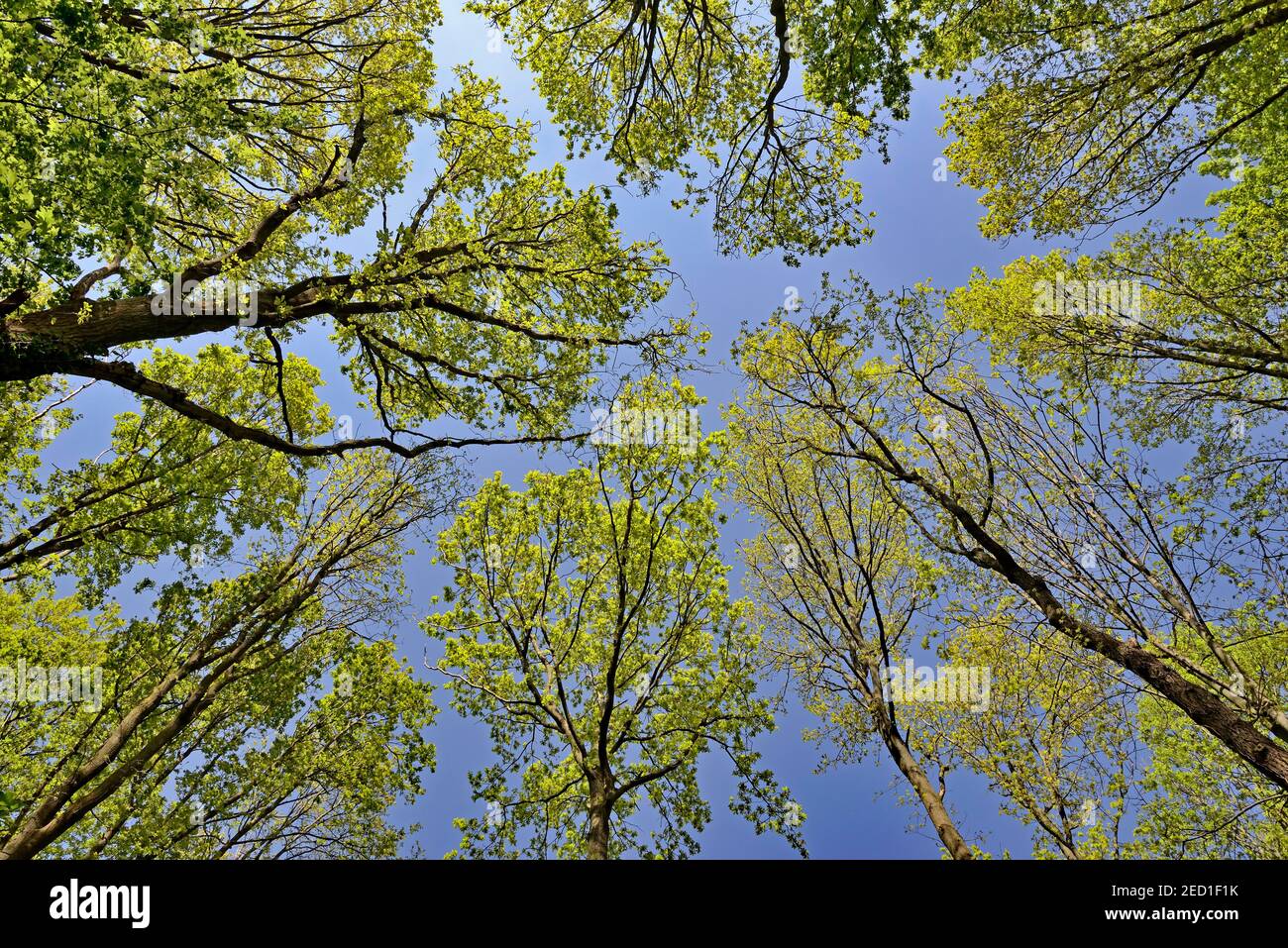 Deciduous forest, view into the treetops with fresh leaves, blue sky ...