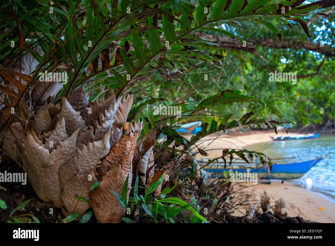 Tropical tree green and dry leaves, seaside landscape background ...