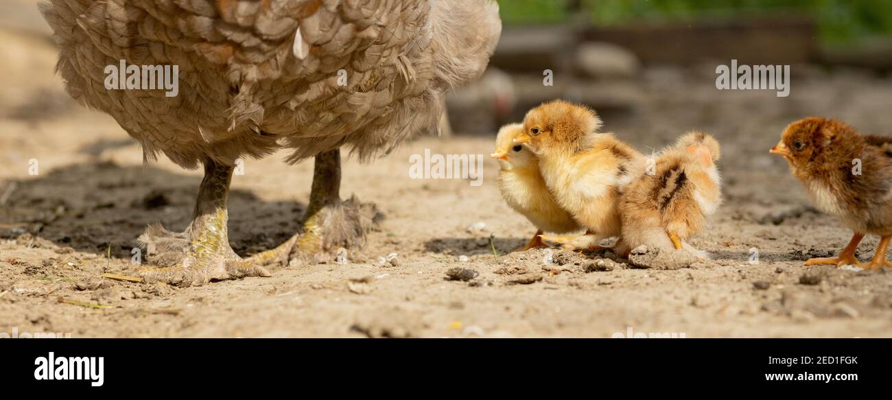 Village chickens rooster chicks hi-res stock photography and images - Alamy