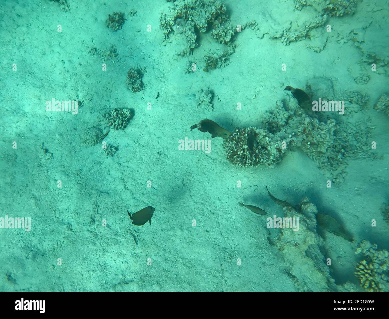 Diving red sea pearl hi-res stock photography and images - Alamy