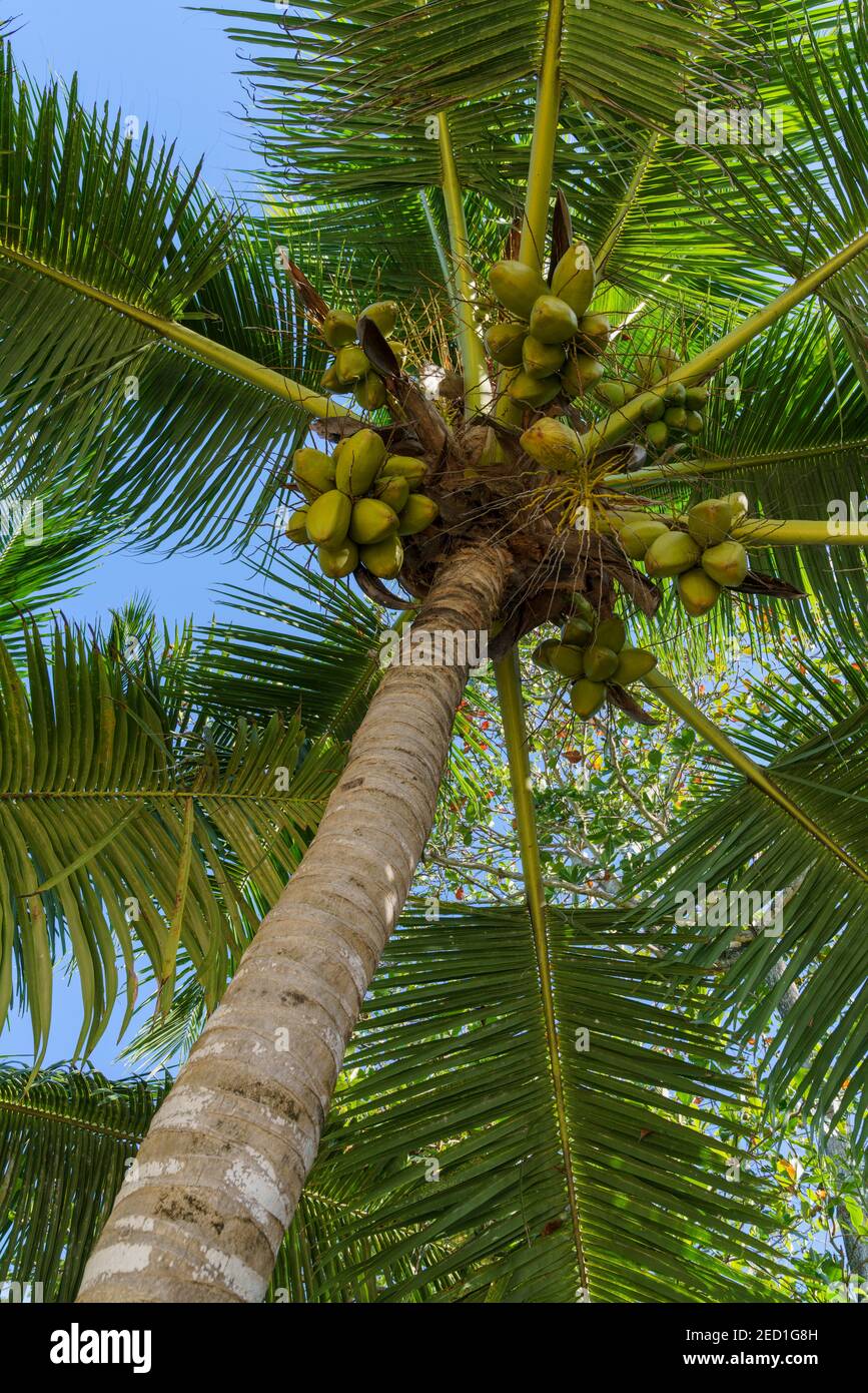 Coconut palm (Cocos nucifera), La Digue, Seychelles Stock Photo - Alamy