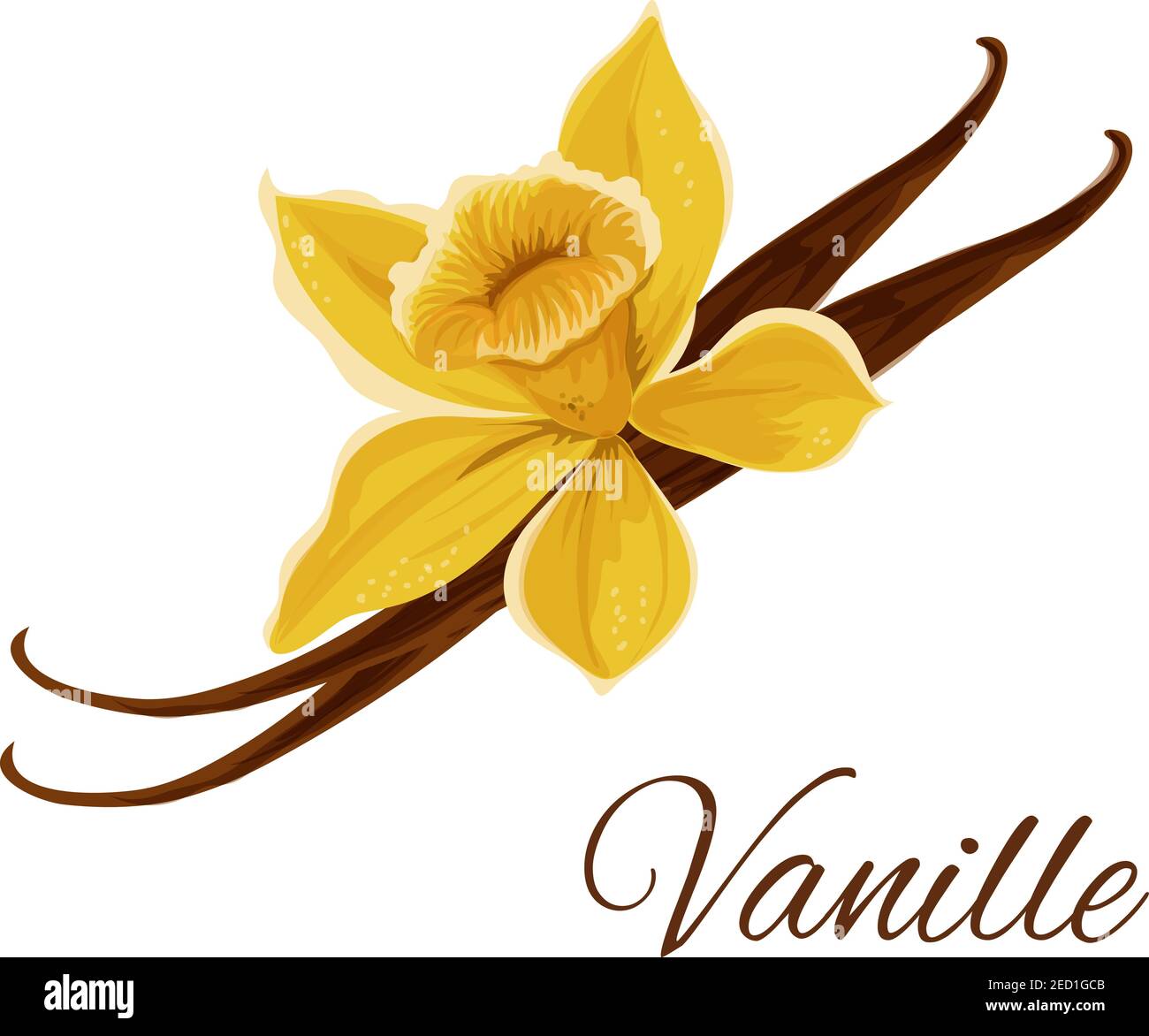 Vanilla bean plant Stock Vector Images - Alamy