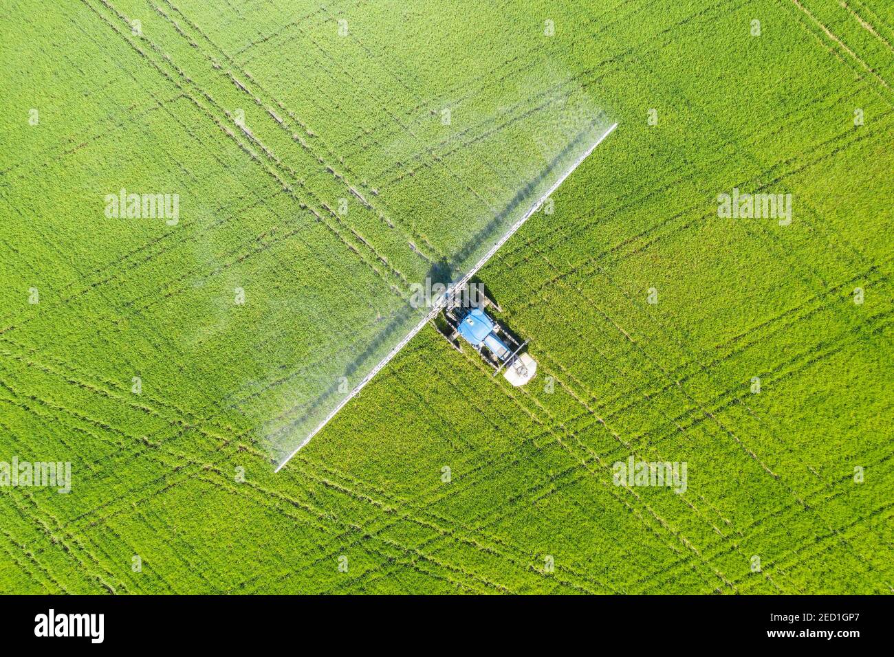 Tractor spraying fungicide onto the rice fields (Oryza sativa), in July ...