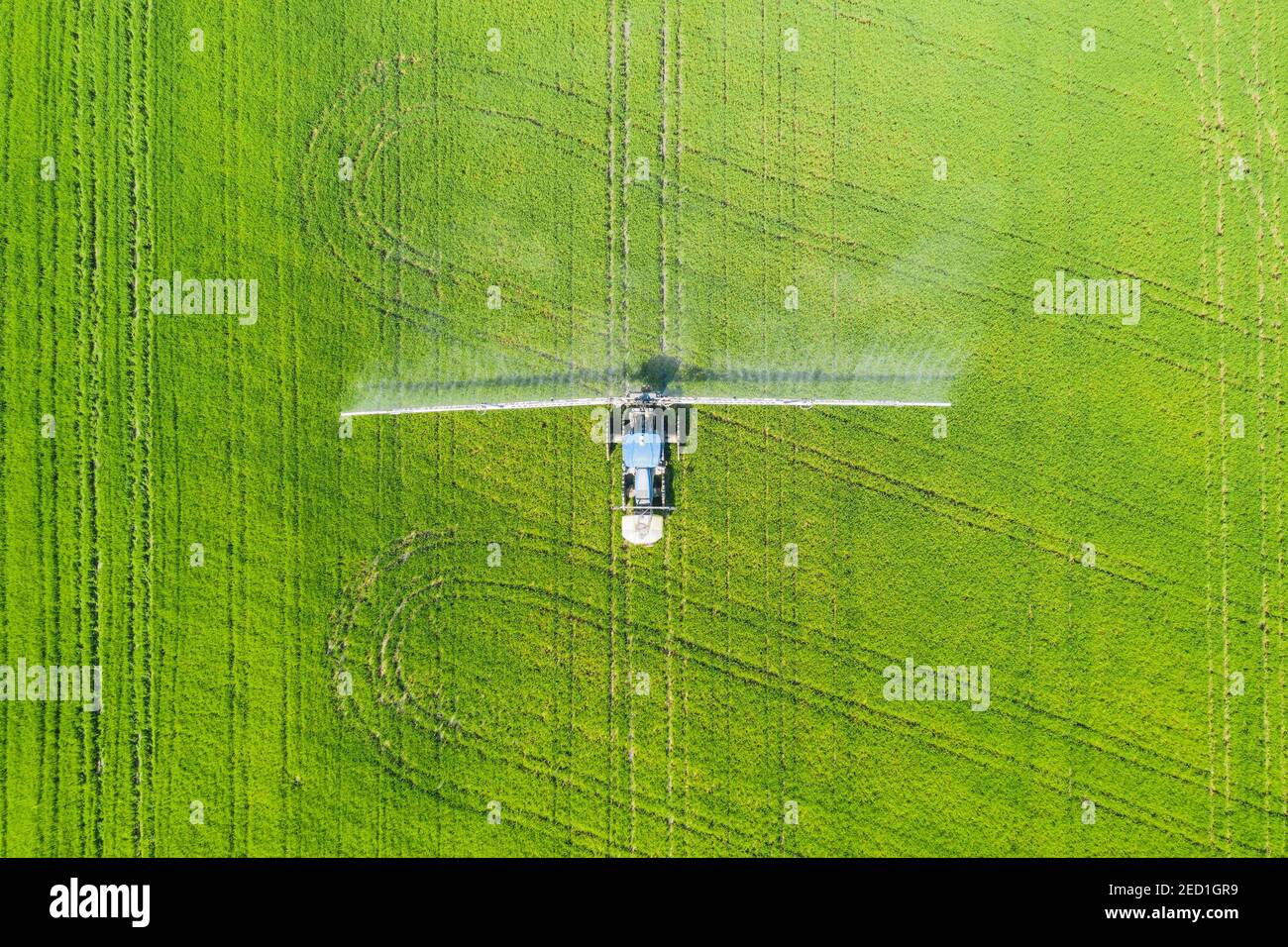 Tractor spraying fungicide onto the rice fields (Oryza sativa), in July ...