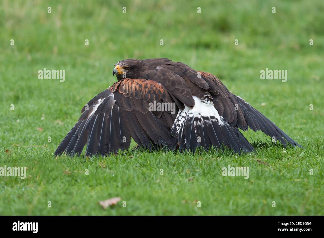 Mantling prey hi-res stock photography and images - Alamy