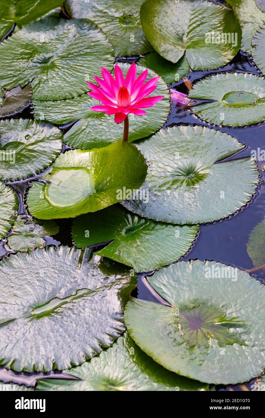Water lily pond in the spa park Water lily, giant water lily (Victoria ...