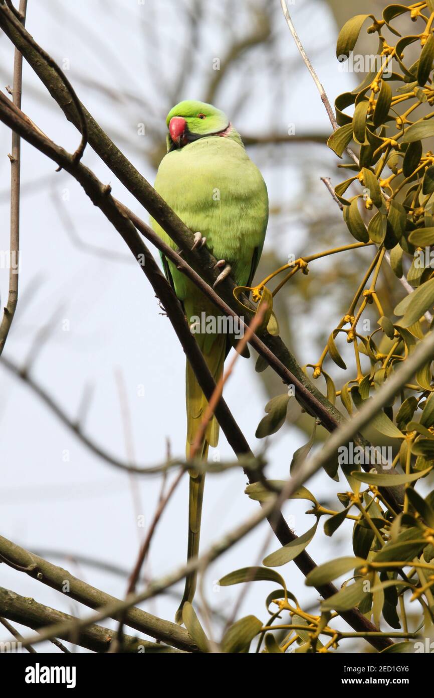 Rose-ringed (aka Ring-necked) parakeet (Psittacula krameri) by ...
