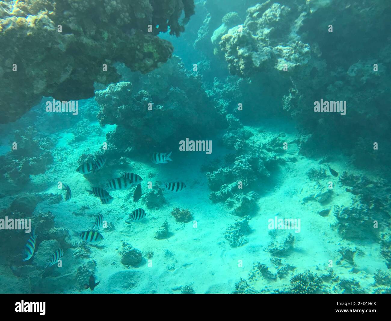 Diving red sea pearl hi-res stock photography and images - Alamy