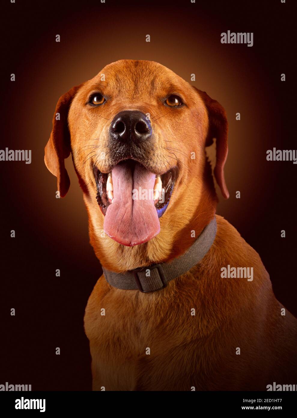 Lucky golden retriever hi-res stock photography and images - Alamy