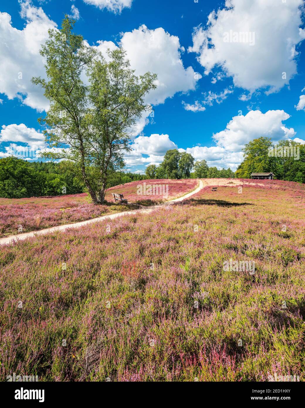 Hiking trail through typical heath landscape with flowering heather ...