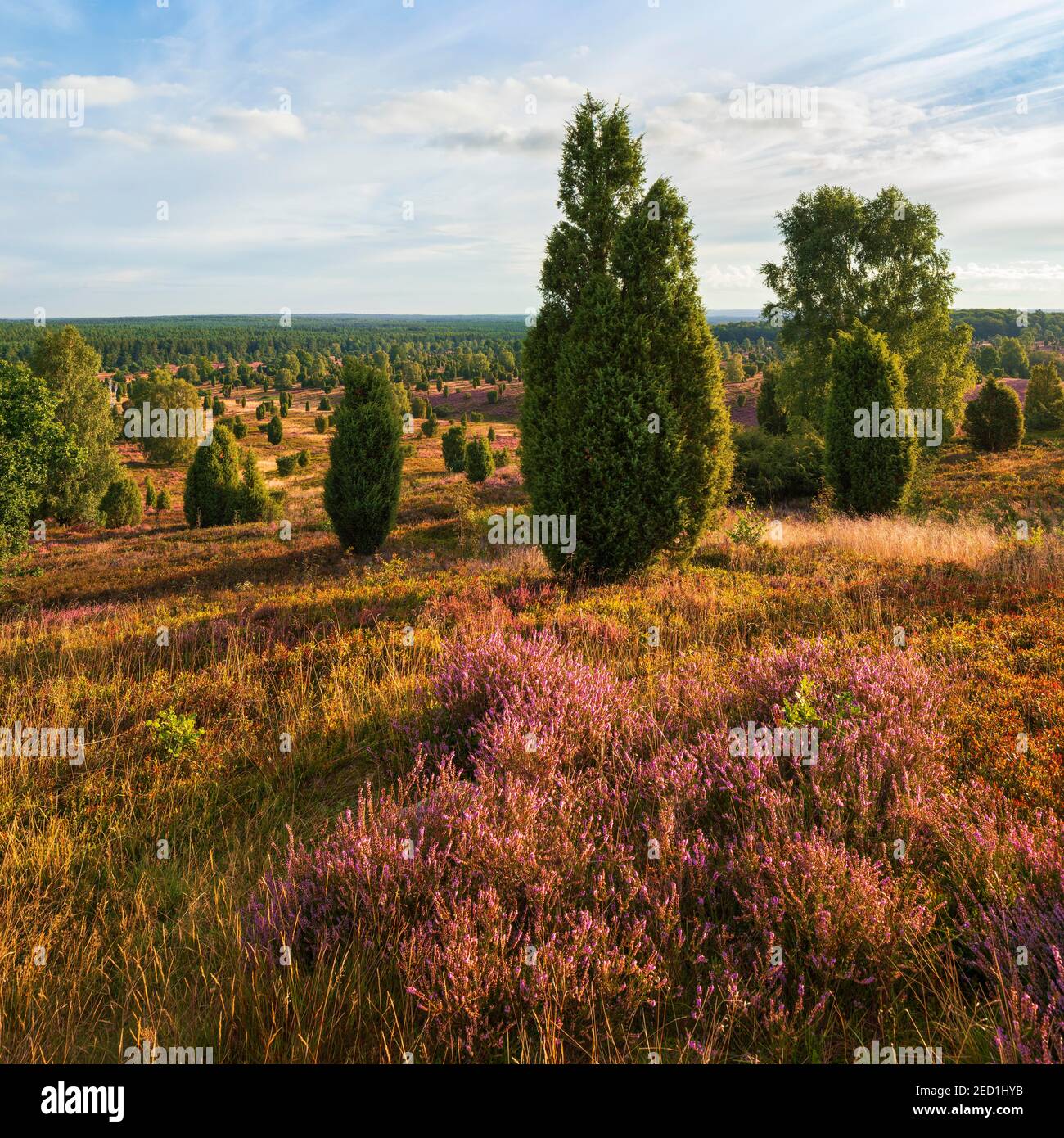 Typical heath landscape at Wilseder Berg with flowering heather and ...