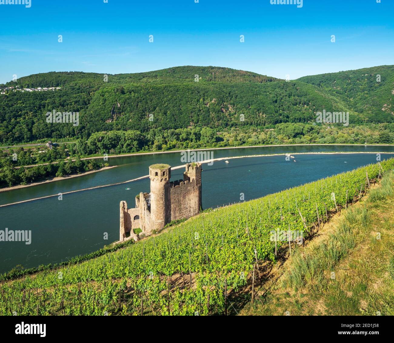 Ehrenfels Castle Ruin in the Vineyards on the Rhine, Rheingau, World ...