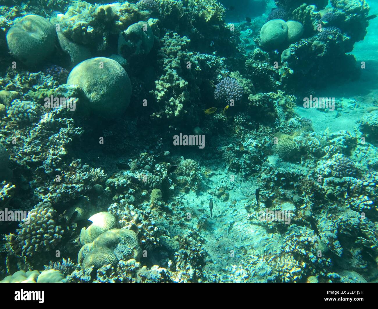 Diving in aqaba, jordan hi-res stock photography and images - Alamy