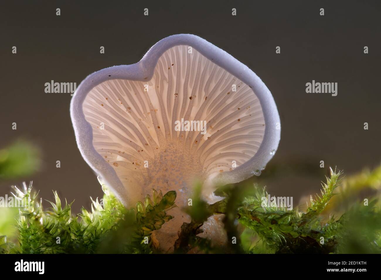Common stump-foot (Crepidotus variabilis), North Rhine-Westphalia ...