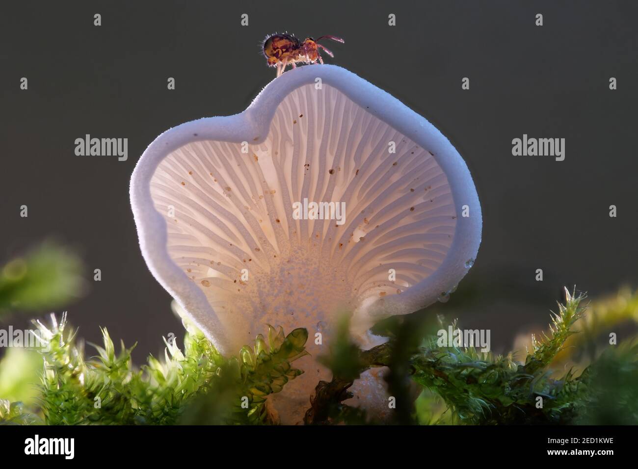Common stump-foot (Crepidotus variabilis), North Rhine-Westphalia ...