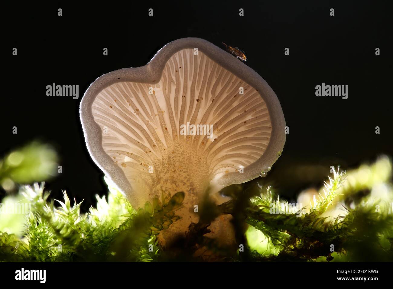 Common stump-foot (Crepidotus variabilis), North Rhine-Westphalia ...