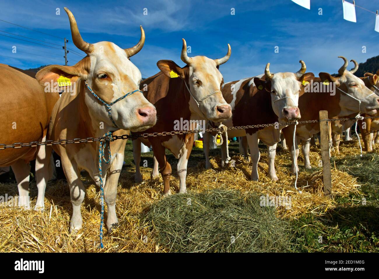 Simmental cows at a cattle show, Swiss Cow Topschau Saanenland, Gstaad ...