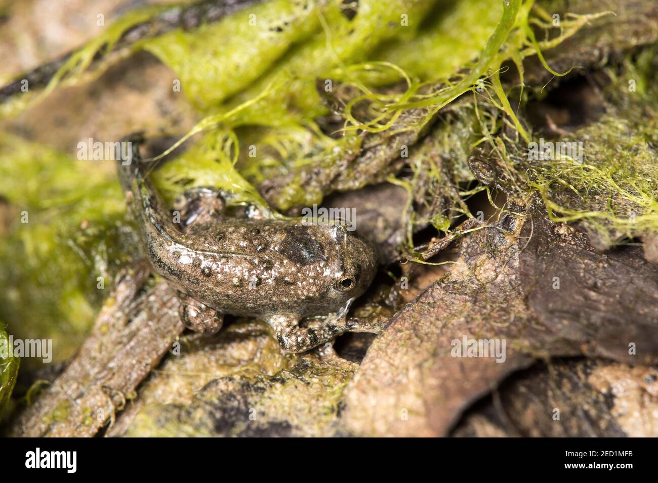 Adult larva of a yellow-bellied toad (Bombina variegata), Switzerland ...