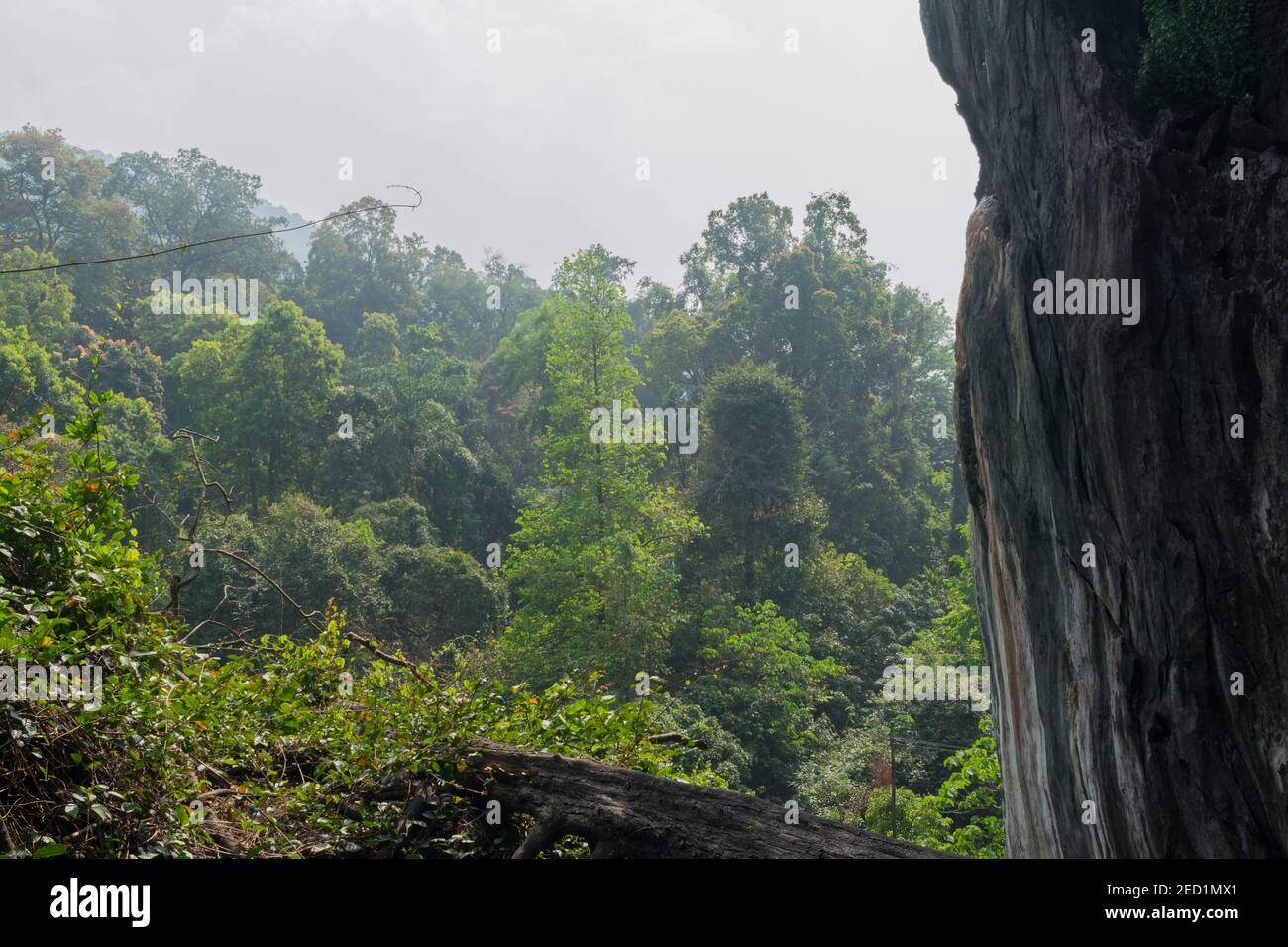 Panoramic landscape view of beautiful lush green forest of Kumta seen ...