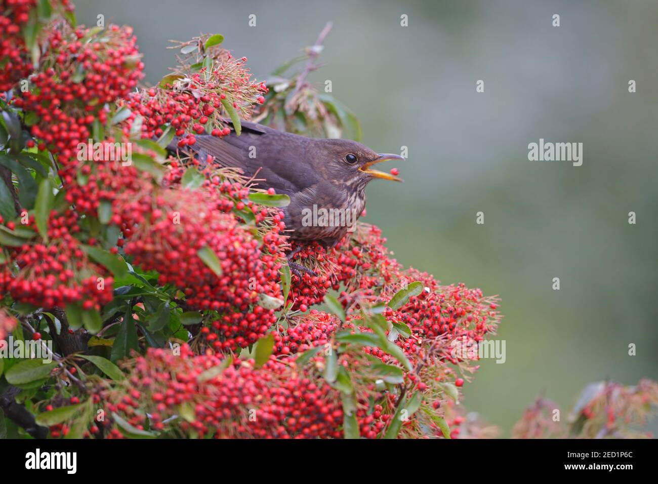Female Blackbird eating Pyracantha berries Forest of Dean UK Stock ...