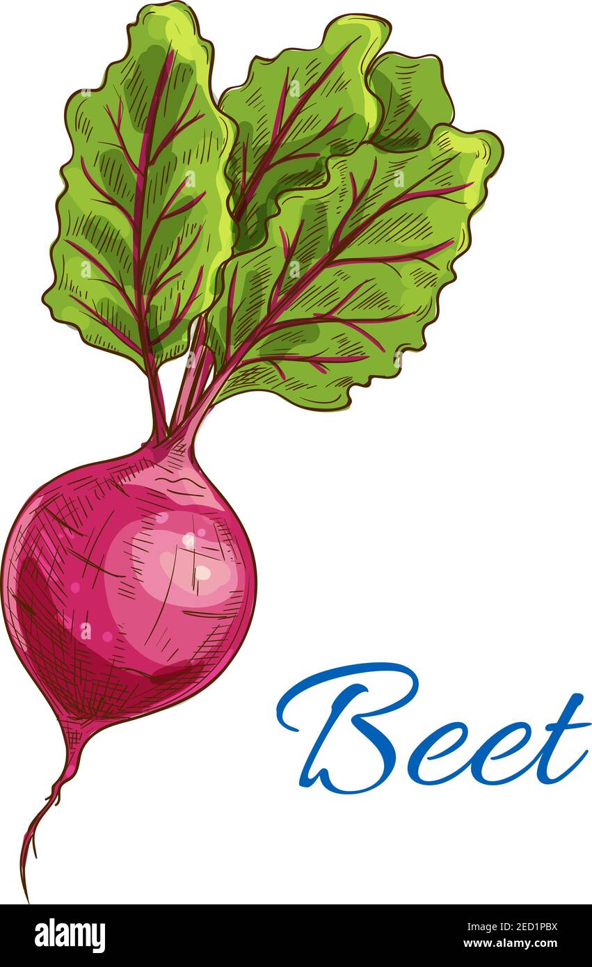 Beet. Fresh farm vegetable icon with leaves. Vector isolated sketch ...
