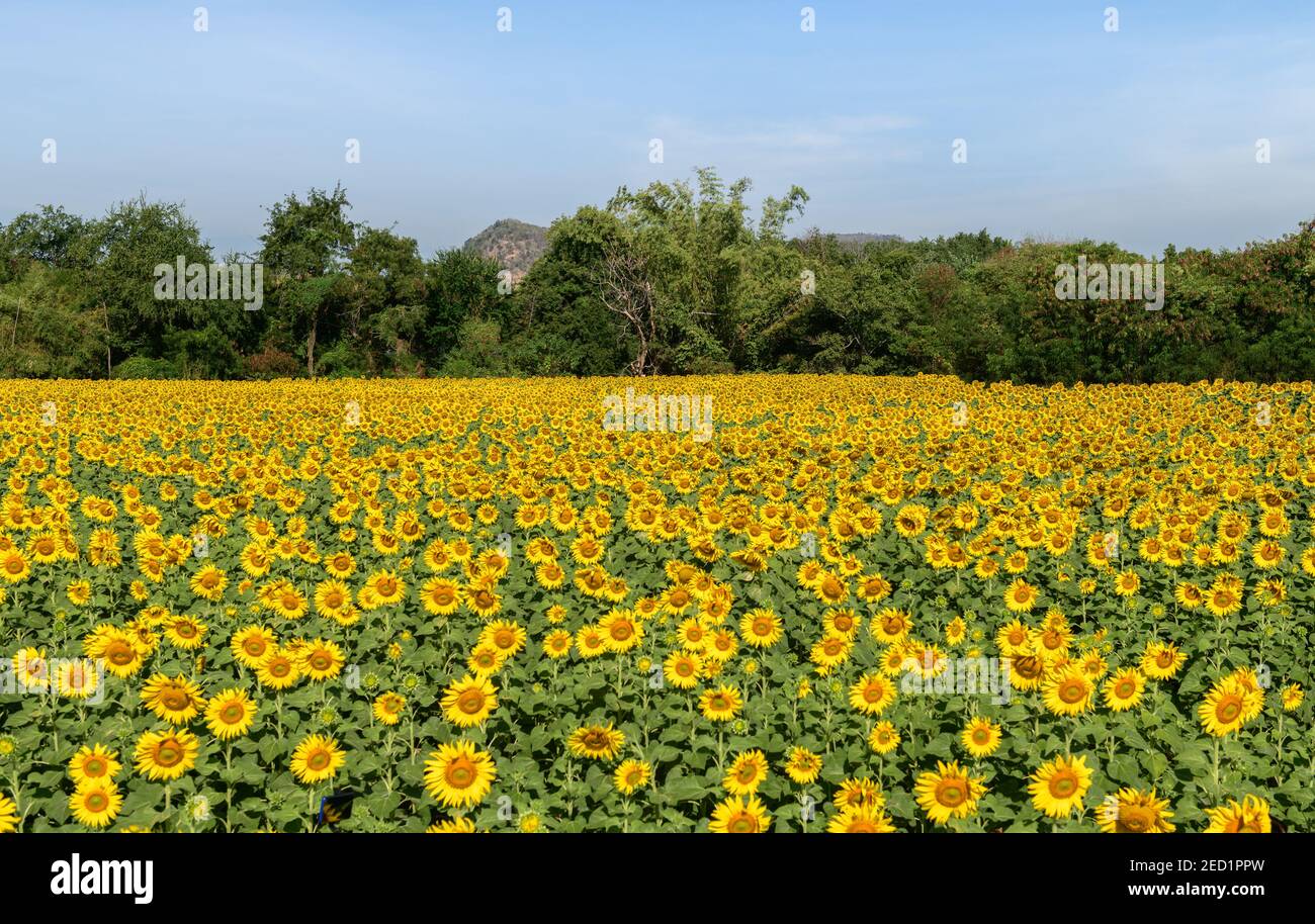 Beautiful sunflower field on summer with blue sky at Lop buri province ...