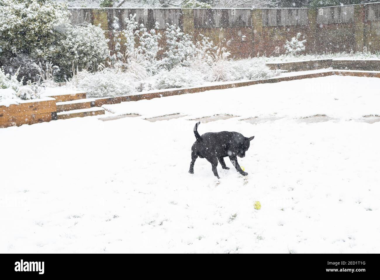 Staffordshire Bull Terrier dog playing in the snow in a back garden. He ...