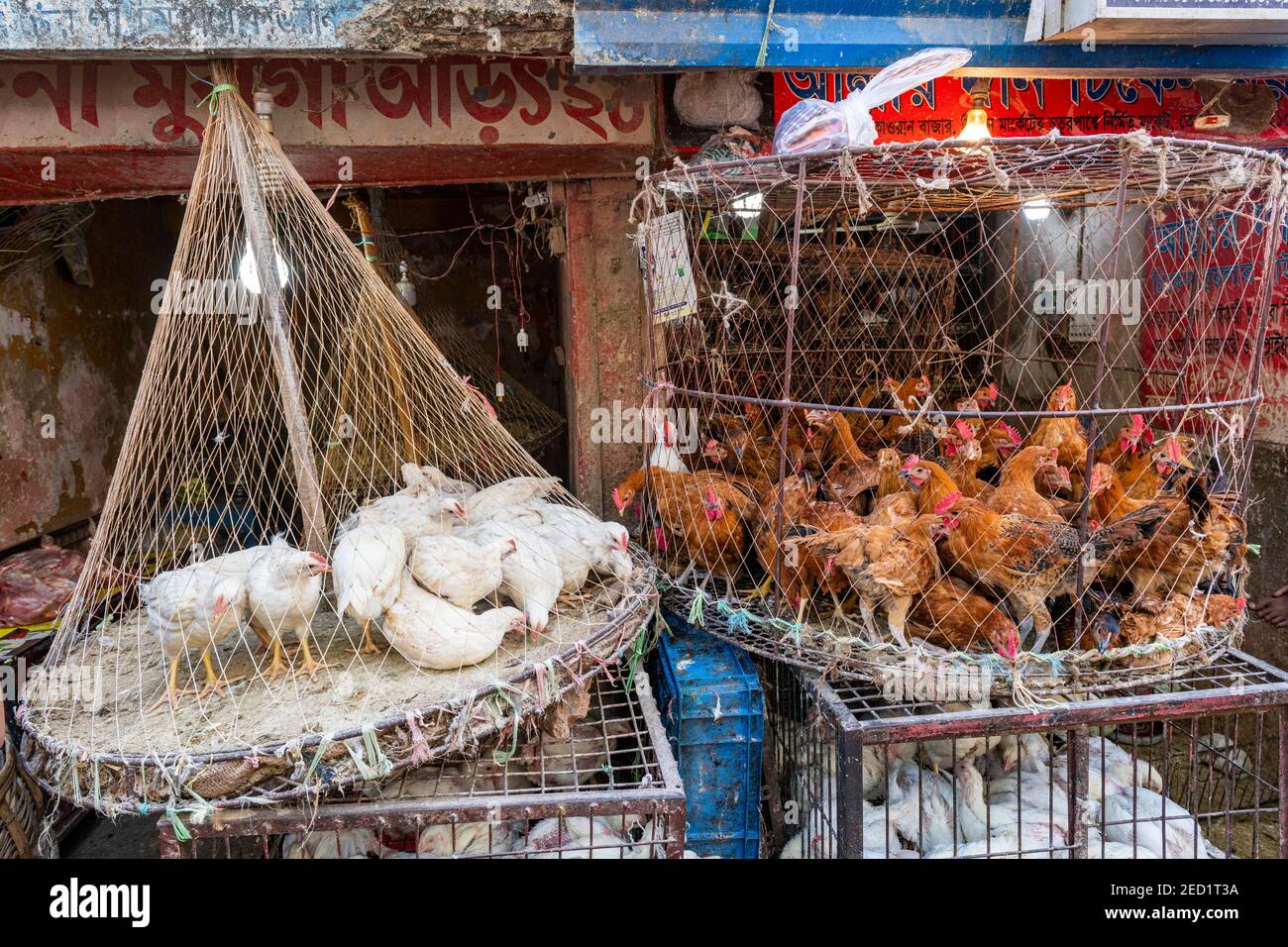 Chicken for sale, Chicken market, Kawran Bazar, Dhaka, Bangladesh Stock ...