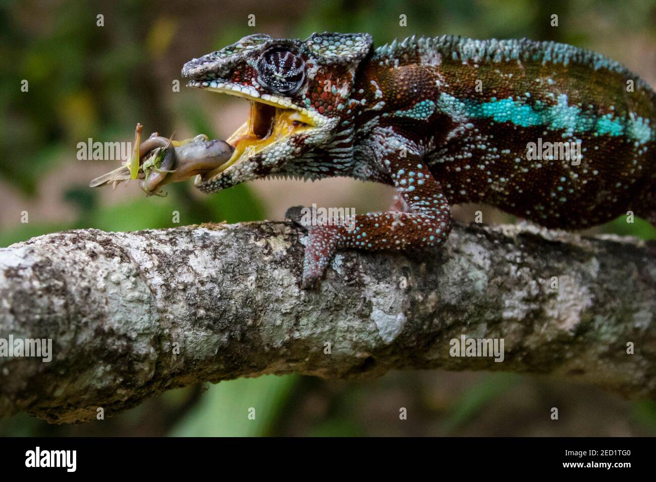 Amazing chameleon sitting on mossy twig on Madagascar and eating animal ...