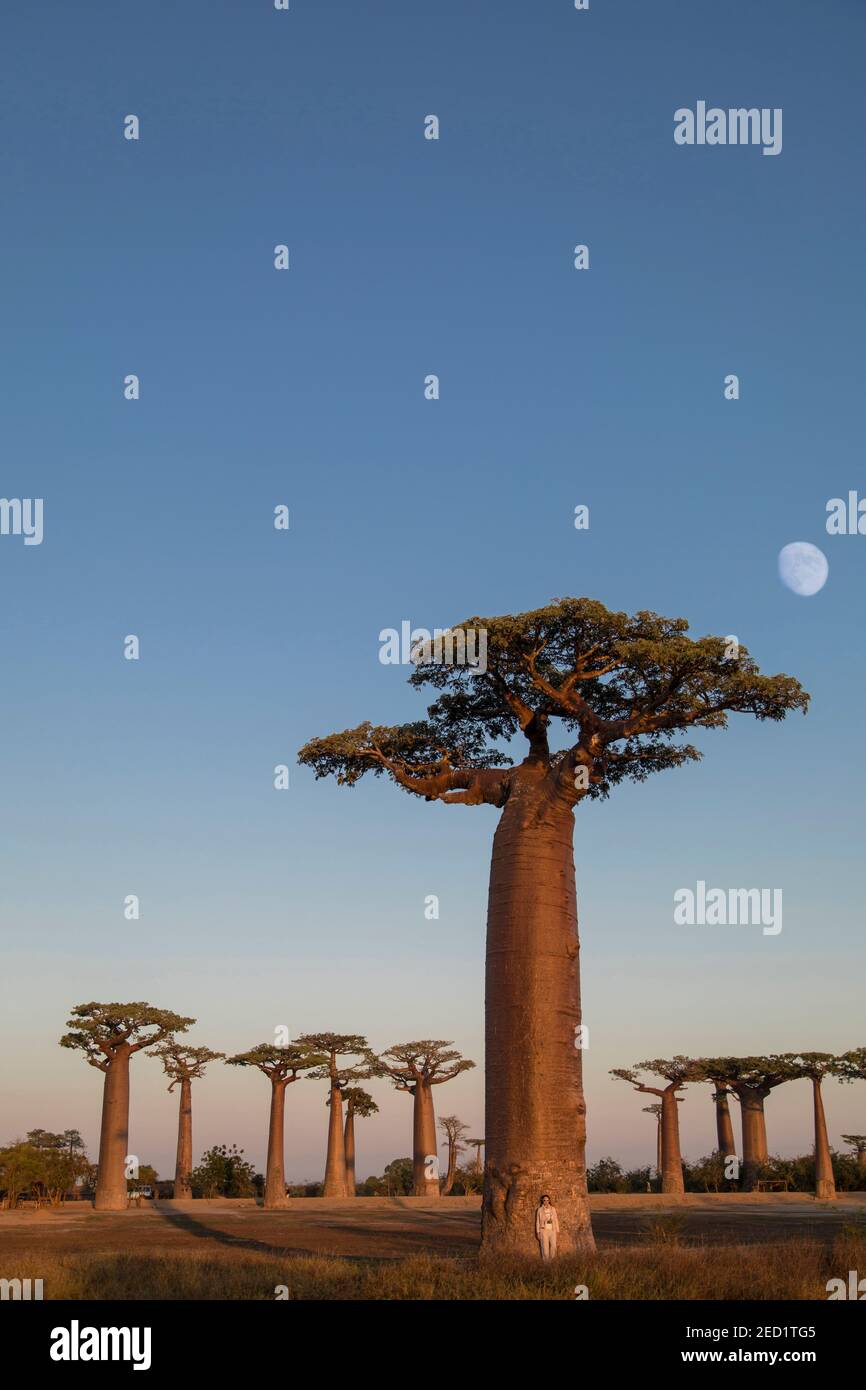 Remote view of person leaning on trunk of tall baobab tree growing ...