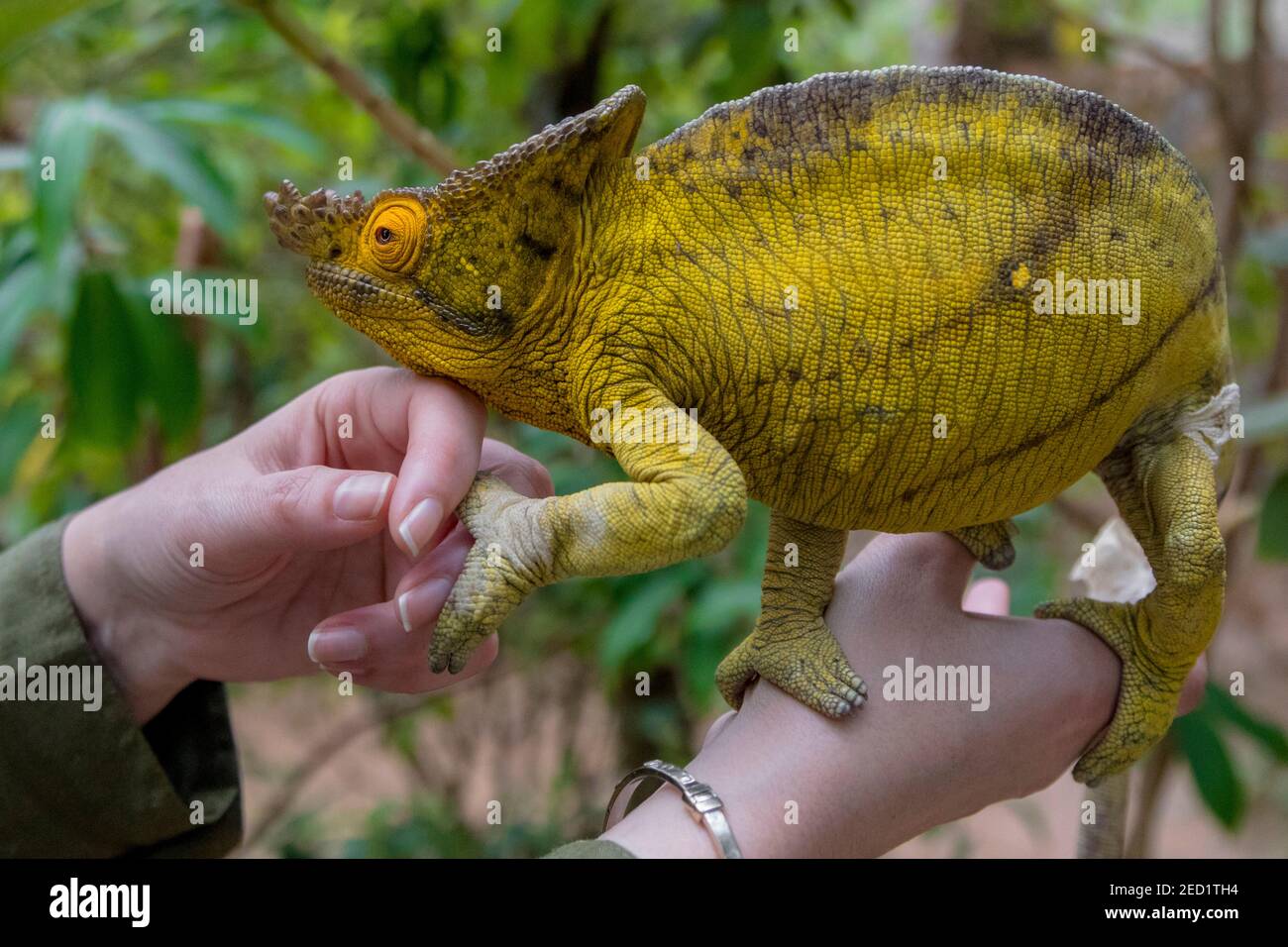 Amazing chameleon sitting on crop arm on Madagascar Stock Photo - Alamy