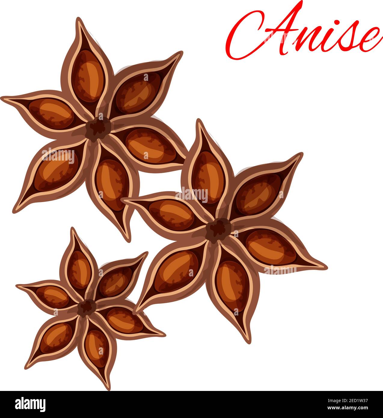 Anise. Vector isolated icon of spice plant anise, aniseed. Aroma food ...