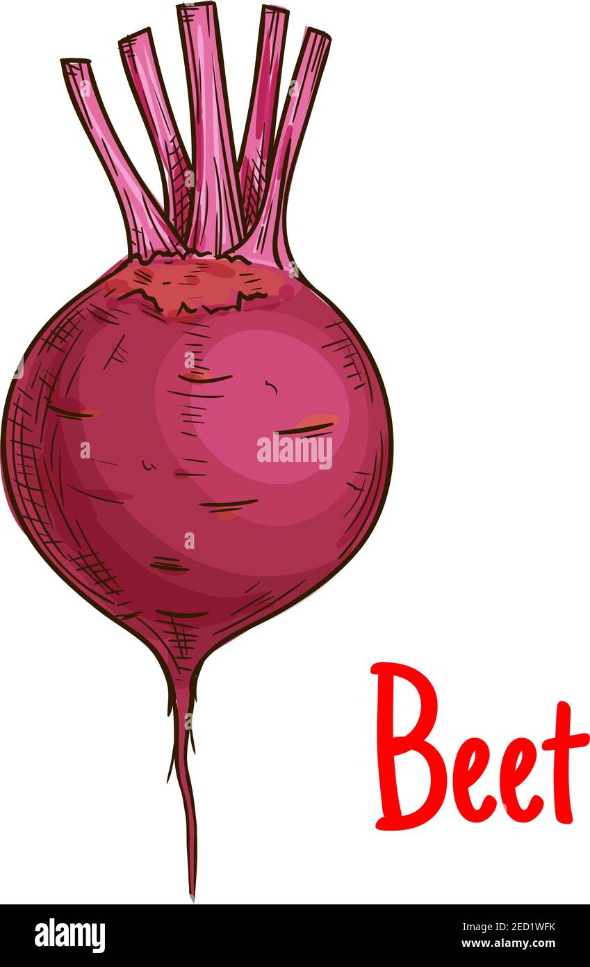 Beet tuber isolated vector sketch icon. Farm fresh beet product emblem ...